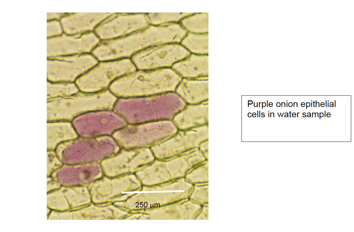 Solved 1. How does the tonicity of the extracellular fluid | Chegg.com