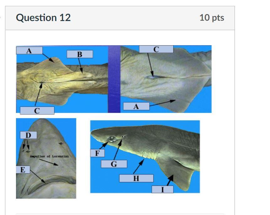 Solved Question 12 10 pts с B С D F Apule of Lorentini G E H | Chegg.com