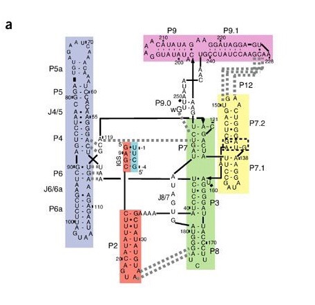 Can anyone explain primary structure of Twort by | Chegg.com