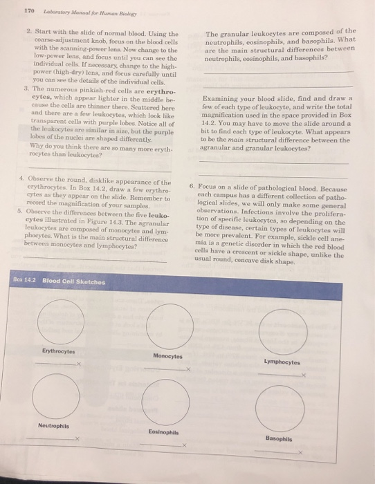 Solved 170 Laboratory Manwal for Human Biolog The granular | Chegg.com