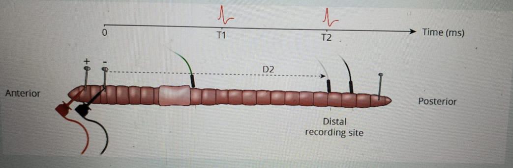 Solved How can the setup illustrated in the diagram below be | Chegg.com