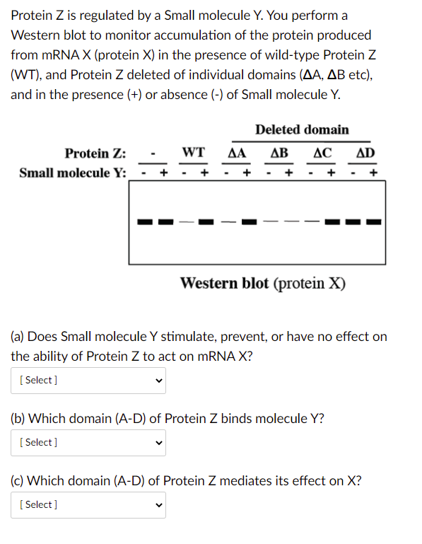Solved Protein Z is regulated by a Small molecule Y. You | Chegg.com