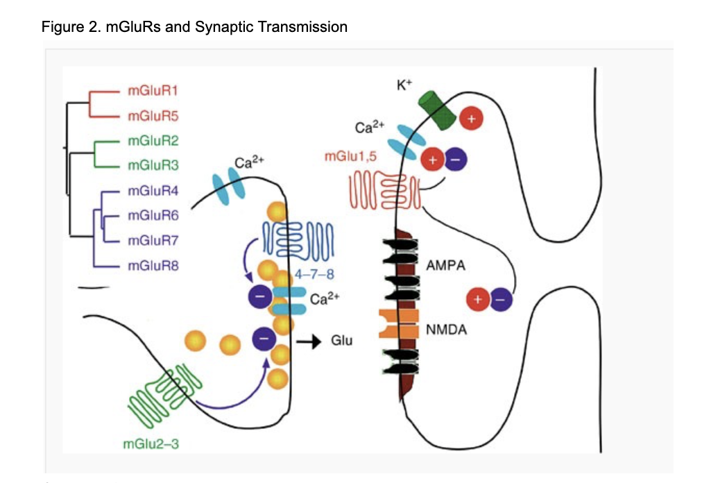 Figure 2. mGluRs and Synaptic Transmission mGluR1 | Chegg.com
