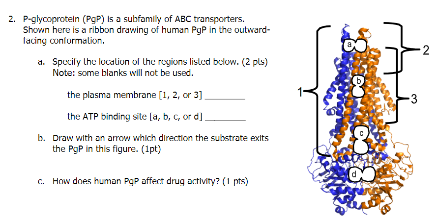 Solved P-glycoprotein (PgP) is a subfamily of ABC | Chegg.com