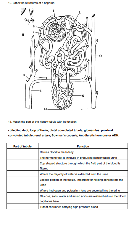 Solved 10. Label the structures of a nephron 11. Match the | Chegg.com