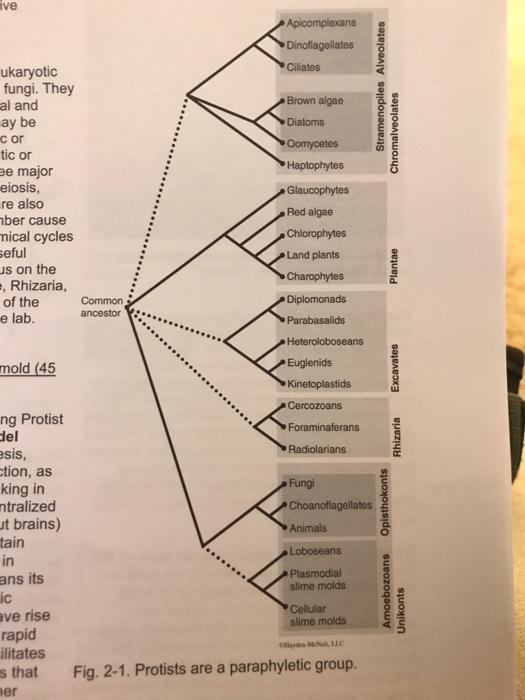 Solved Pre-Lab 2- The Eukaryotic Domain: Protist diversity, | Chegg.com