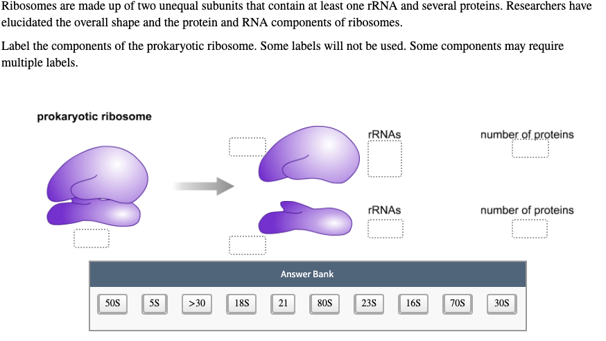 Solved Ribosomes are made up of two unequal subunits that | Chegg.com