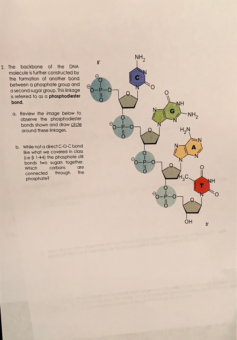 Solved NH2 5' 2. The backbone of the DNA molecule is further | Chegg.com