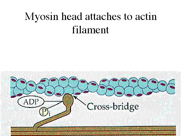 Myosin Head