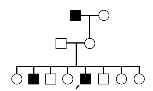 Solved Although the X-linked recessive pattern of | Chegg.com