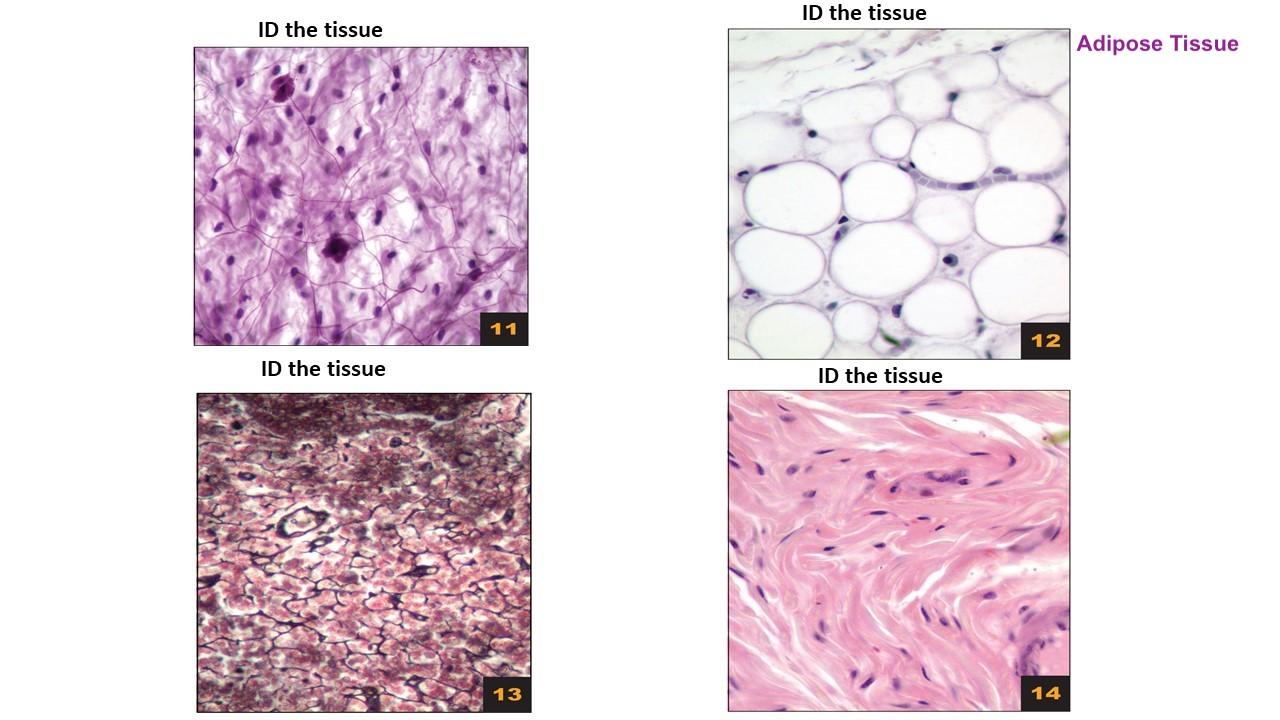 Solved TISSUES HISTOLOGY: Most of the images for | Chegg.com