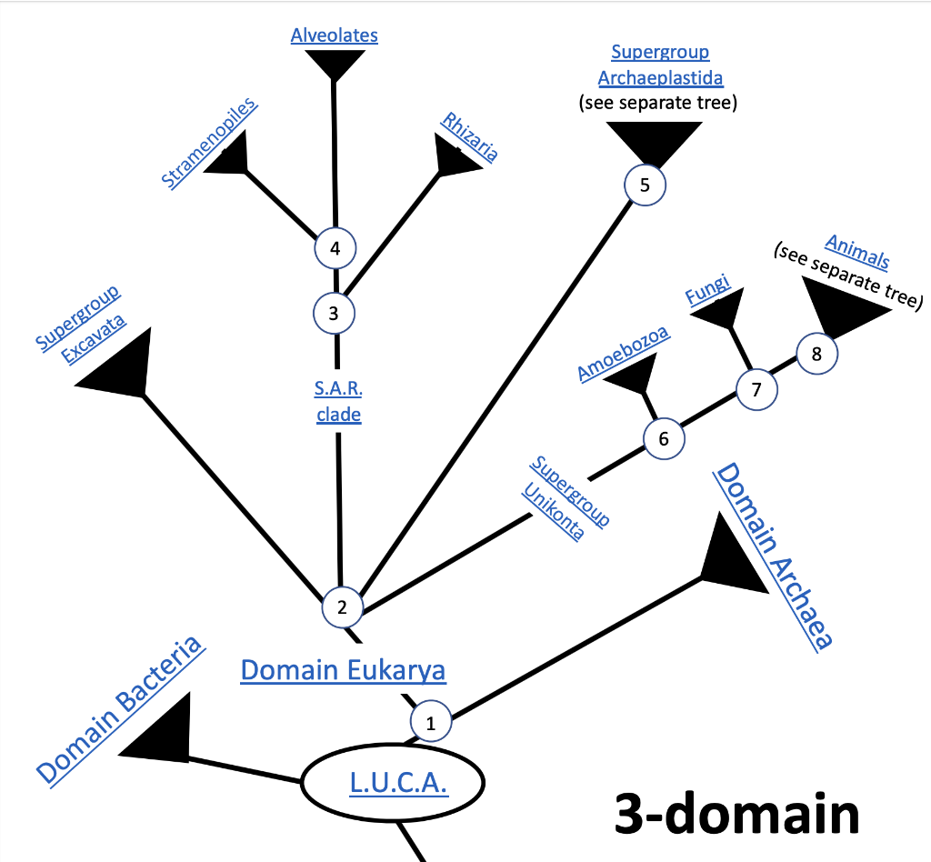 Solved Alveolates Supergroup Archaeplastida (see separate | Chegg.com