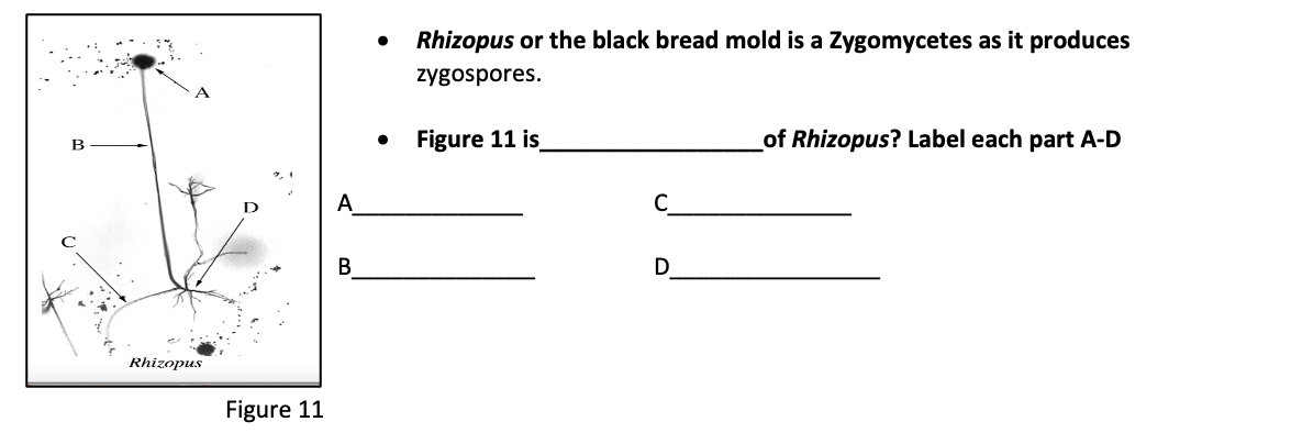 - Rhizopus or the black bread mold is a Zygomycetes | Chegg.com