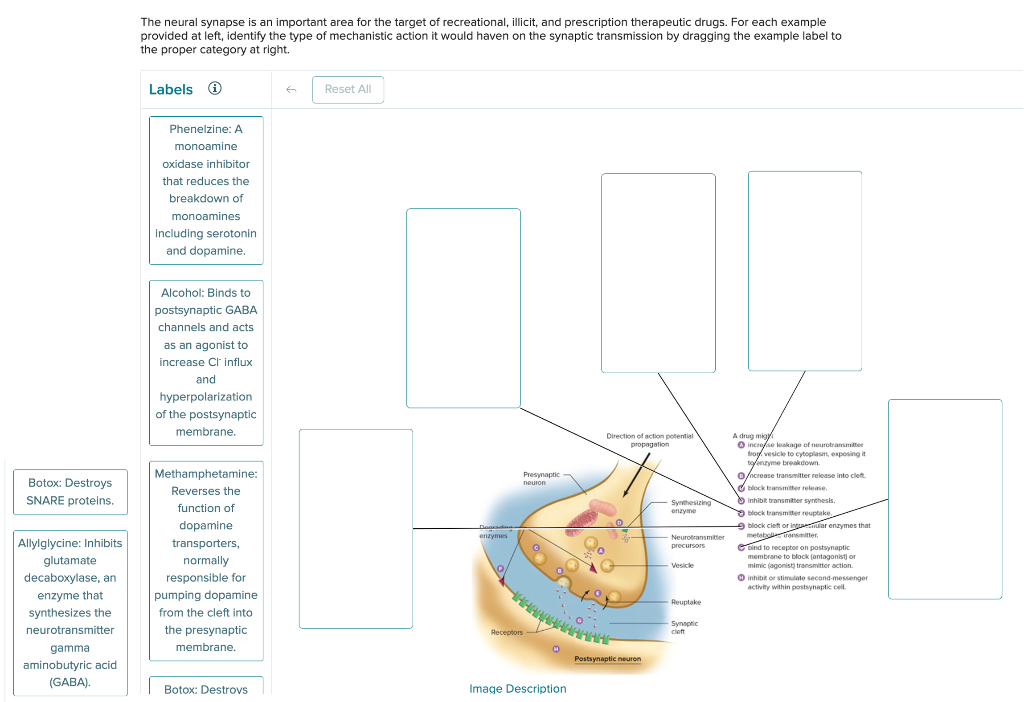 Solved The neural synapse is an important area for the | Chegg.com
