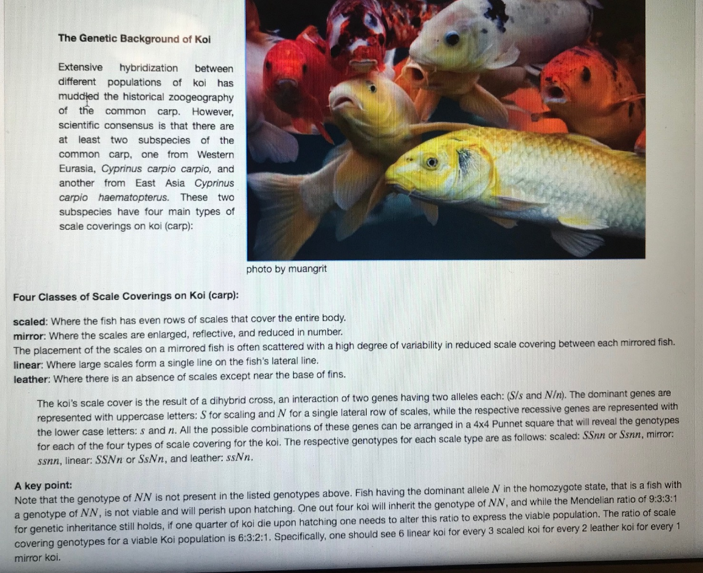 Solved The Genetic Background of Koi Extensive hybridization | Chegg.com