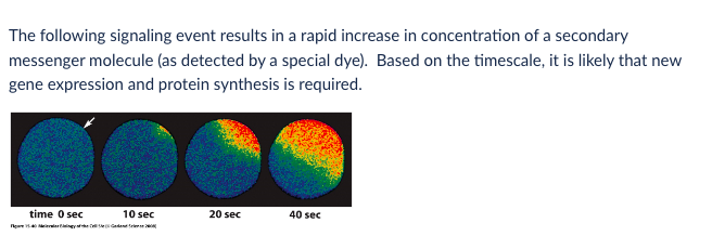 Solved The following signaling event results in a rapid | Chegg.com