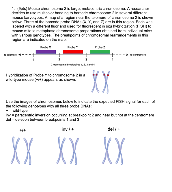 Solved 1. (9pts) Mouse chromosome 2 is large, metacentric | Chegg.com