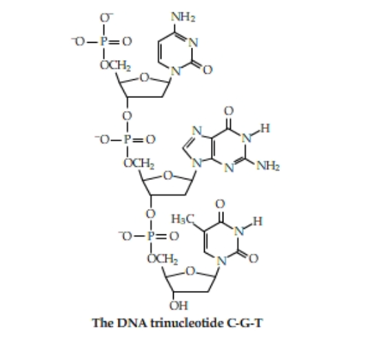 Solved NH2 N T 0— P=0 Т. ОСН, о 10— P=0 T , Осн, NH2 H5C о— | Chegg.com