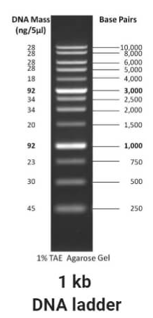 DNA ladder | Chegg.com