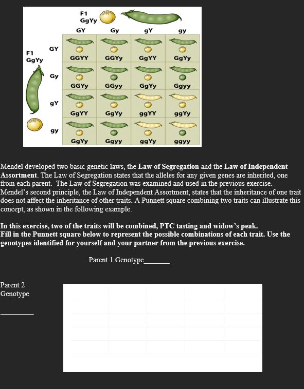 Solved Mendel developed two basic genetic laws, the Law of | Chegg.com