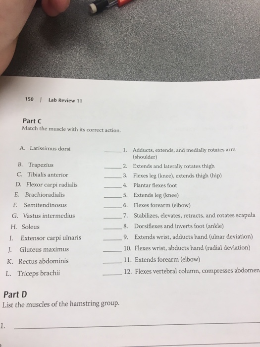 Solved 150 Lab Review 11 Part C Match the muscle with its | Chegg.com