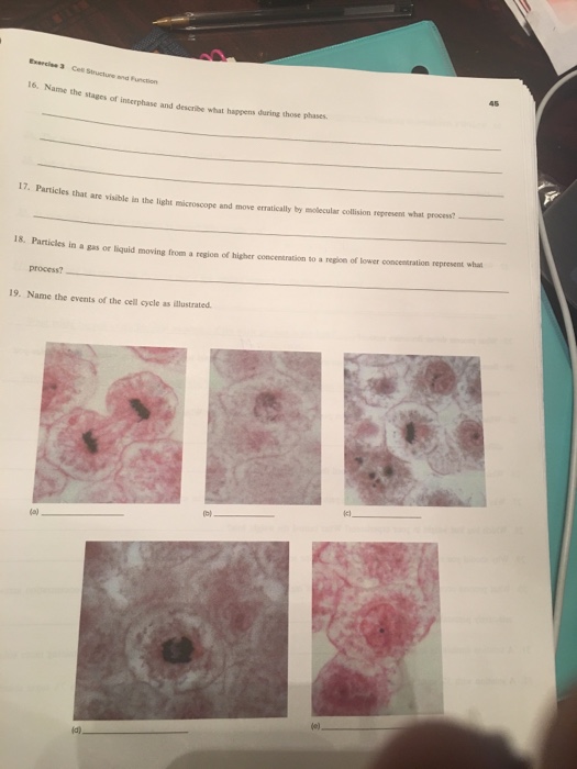Solved Exercise 3 Cell Structure and Function stages of | Chegg.com