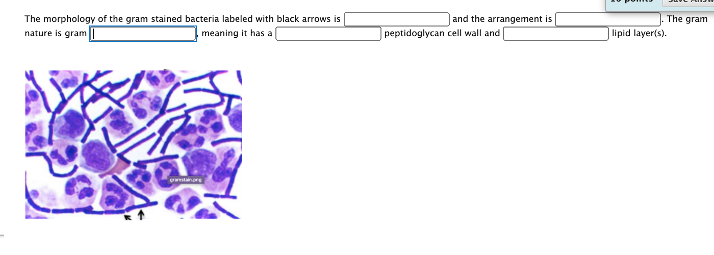Solved The gram The morphology of the gram stained bacteria | Chegg.com