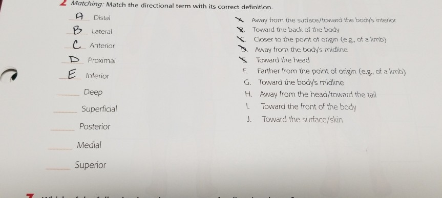 Solved 2 Matching: Match the directional term with its | Chegg.com