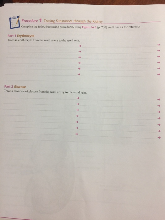 Solved et's now trace the pathway of different substances | Chegg.com