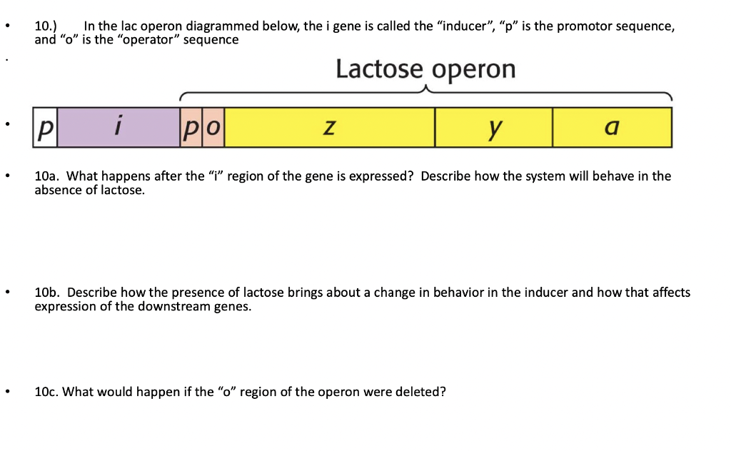 Solved 10.) "In the lac operon diagrammed below, the i gene | Chegg.com