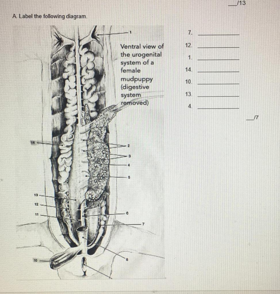 Solved /13 A Label the following diagram. 7 12 Ventral view | Chegg.com