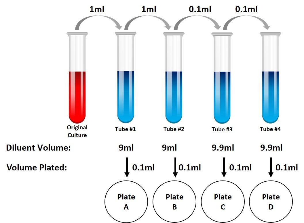 Solved 1. You perform a standard plate count to determine | Chegg.com