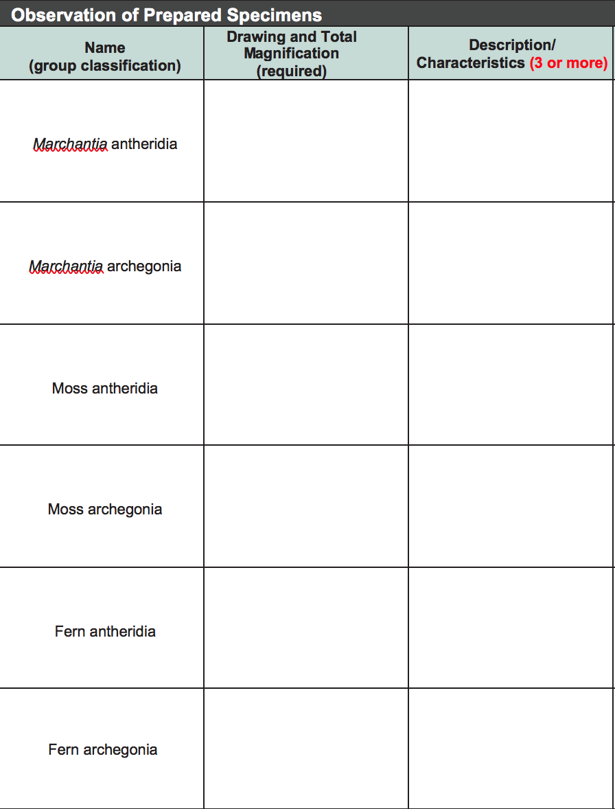 Solved Observation of Prepared Specimens Drawing and Total | Chegg.com