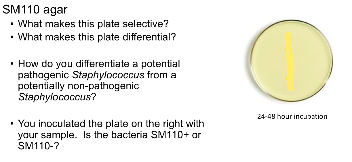 Solved SM110 agar • What makes this plate selective? What | Chegg.com