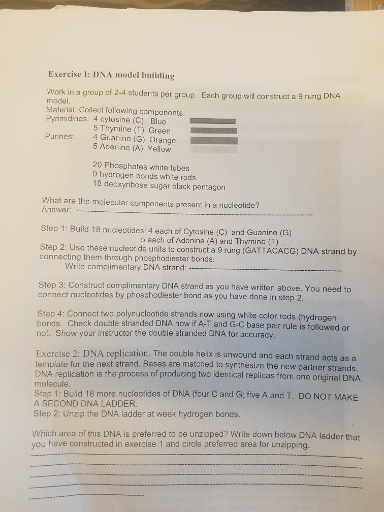 Solved Exercise I: DNA model building Work in a group of 2-4 | Chegg.com