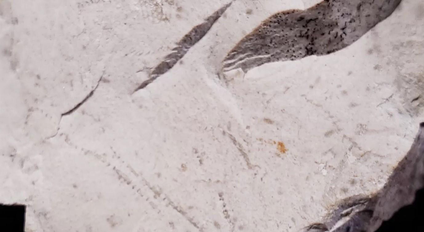 Solved SEDIMENTARY ROCKS WORKSHEET Does matrix fizz in acid? | Chegg.com