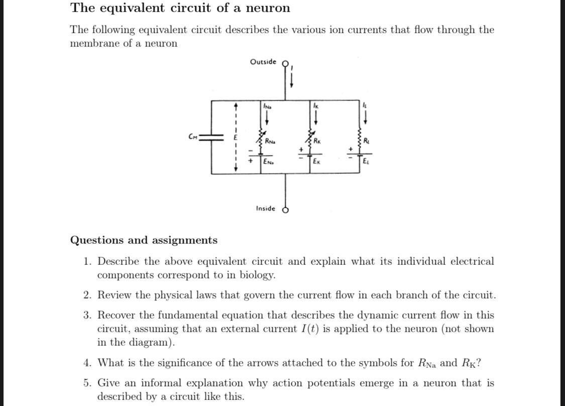 Solved The equivalent circuit of a neuron The following | Chegg.com