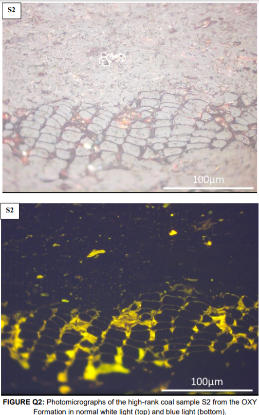 Eight photomicrographs of the high-rank coal samples | Chegg.com