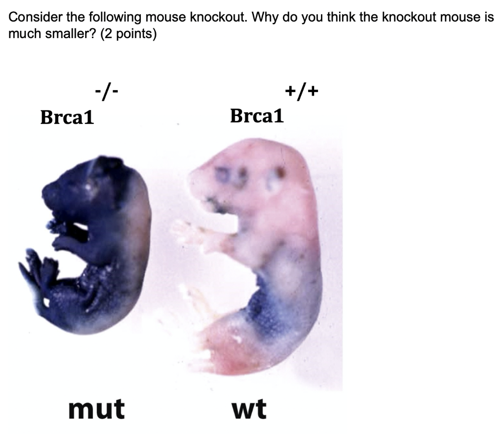 Solved Consider the following mouse knockout. Why do you | Chegg.com