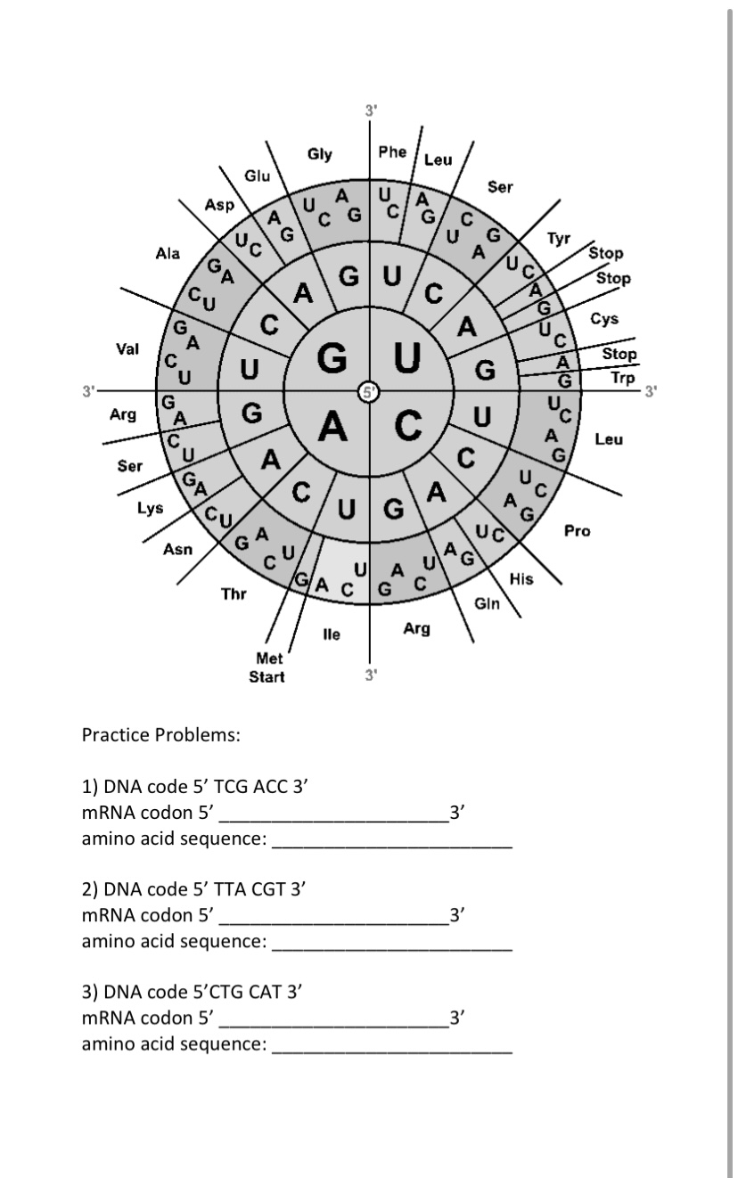 Solved 1) DNA code 5' TCG ACC 3' mRNA codon 5 amino acid | Chegg.com