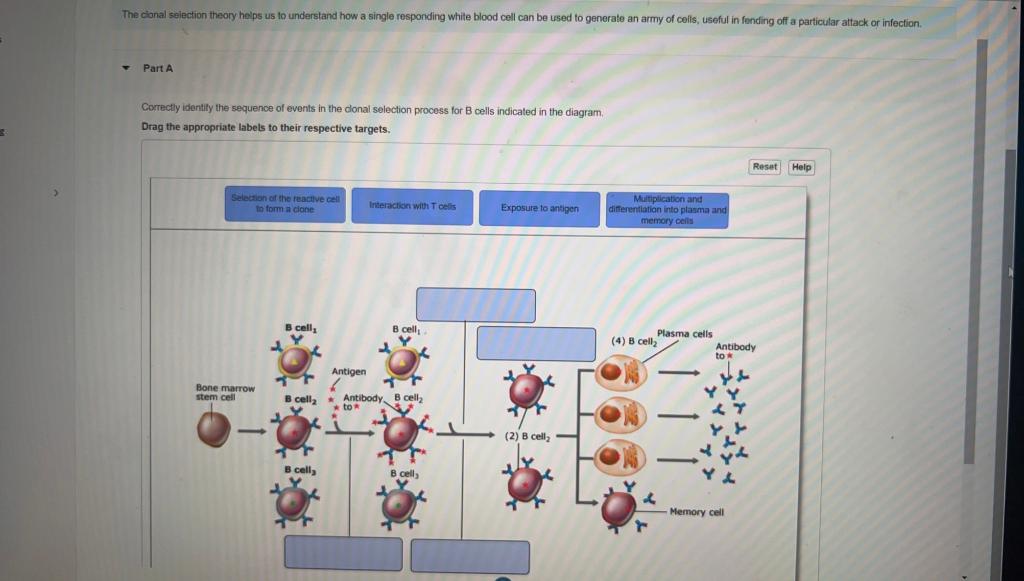 Solved The clonal selection theory helps us to understand | Chegg.com
