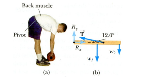 Solved A person bending forward to lift a load "with his | Chegg.com