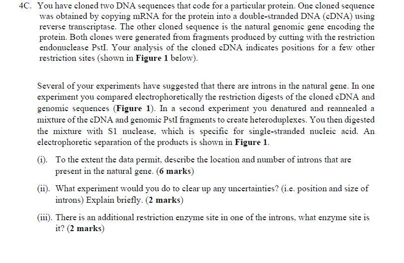 Figure 1. Restriction enzyme analysis of doned cDNA | Chegg.com