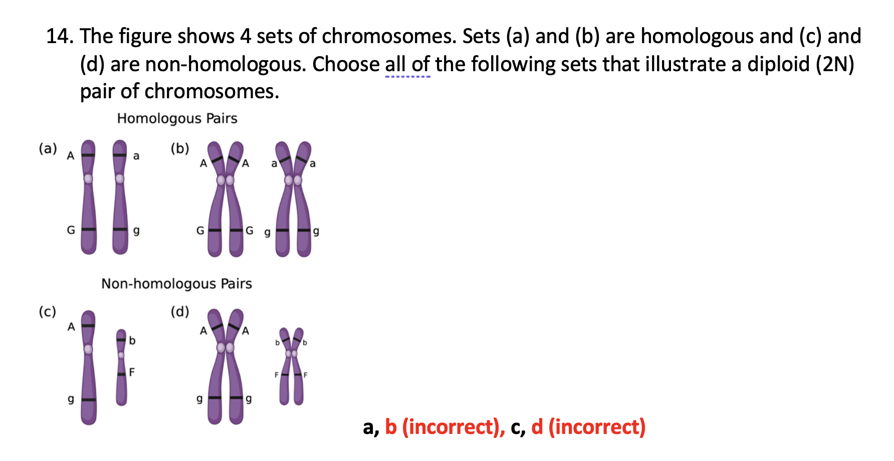 Solved 14. The figure shows 4 sets of chromosomes. Sets (a) | Chegg.com