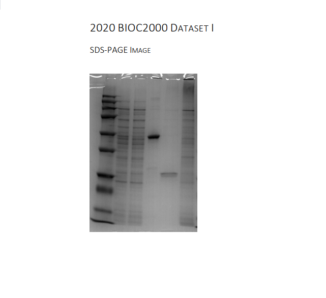 Create a figure showing the SDS-Page outcomes by | Chegg.com