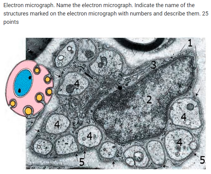 Histological specimen. Name the specimen. Indicate | Chegg.com