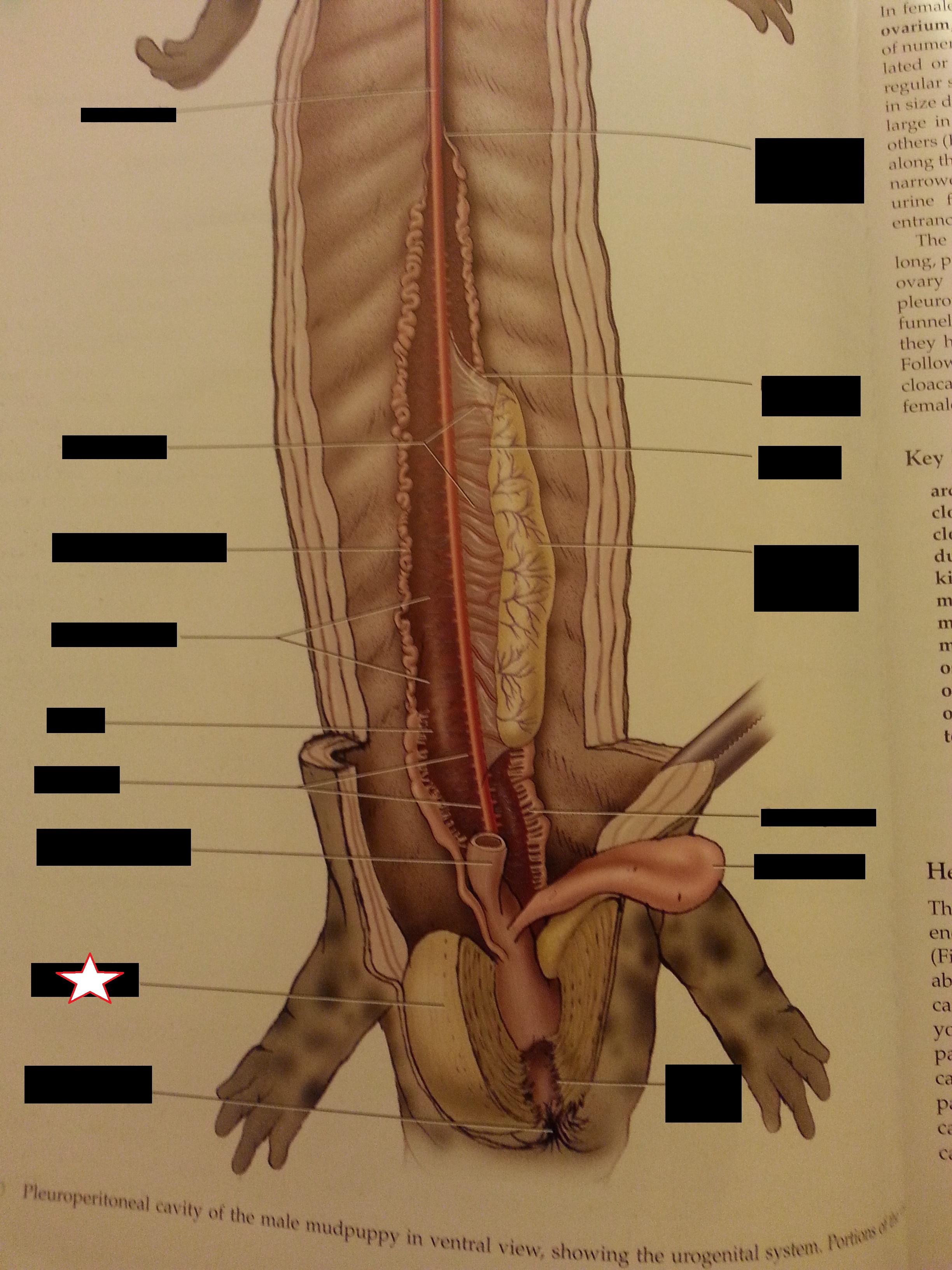 Mudpuppy Digestive System