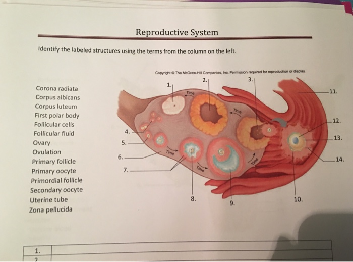 Solved Reproductive System Identify the labeled structures | Chegg.com
