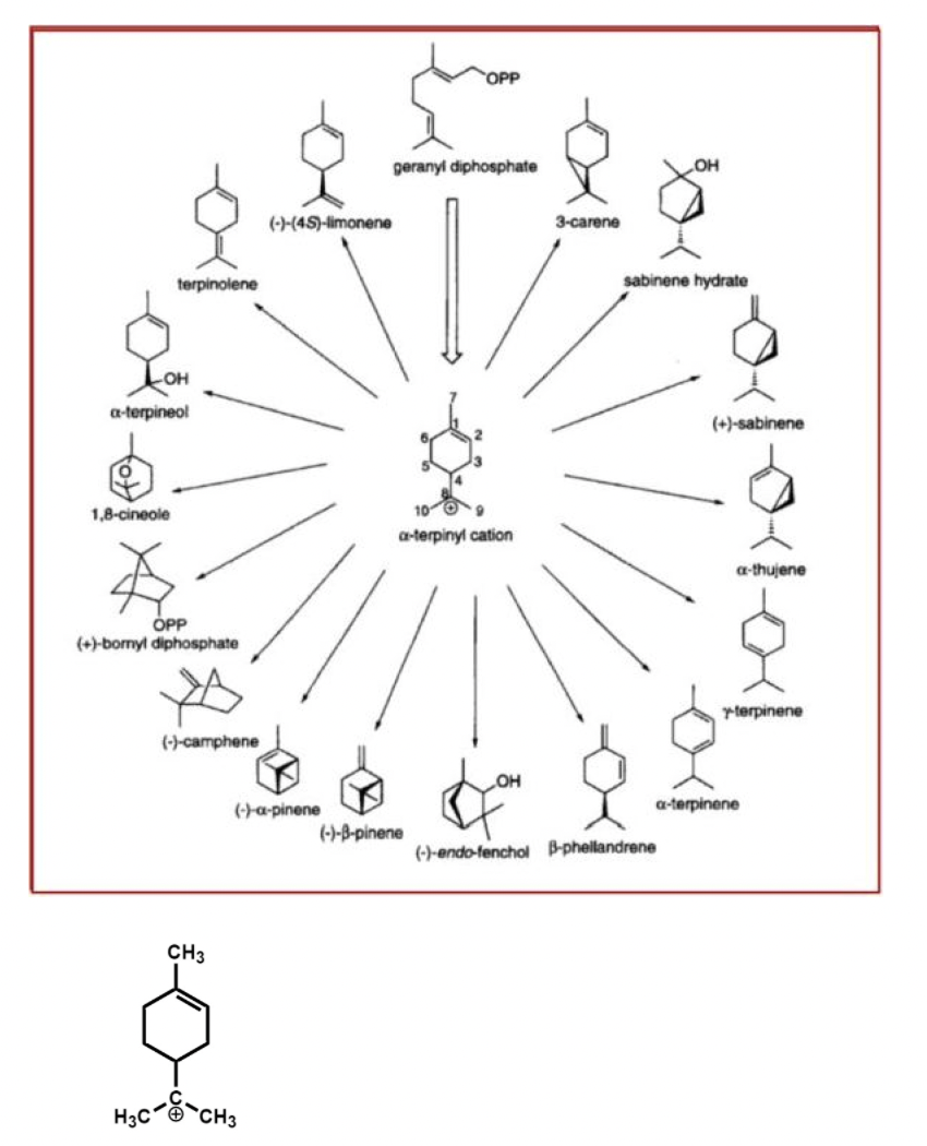 Solved Please pick a terpene from the chart and provide a | Chegg.com