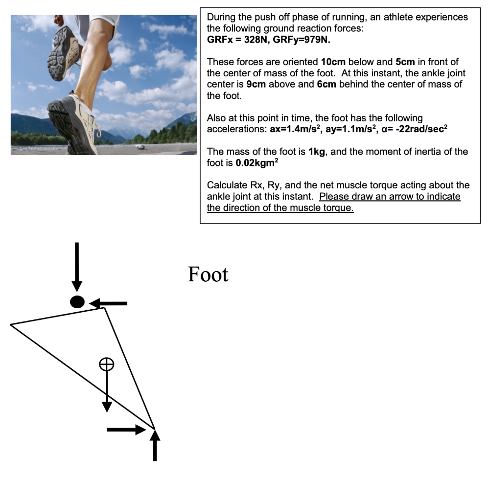 Solved During the push off phase of running, an athlete | Chegg.com